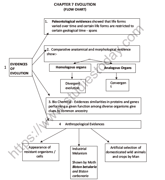 CBSE Class 12 Biology Evolution Question Bank
